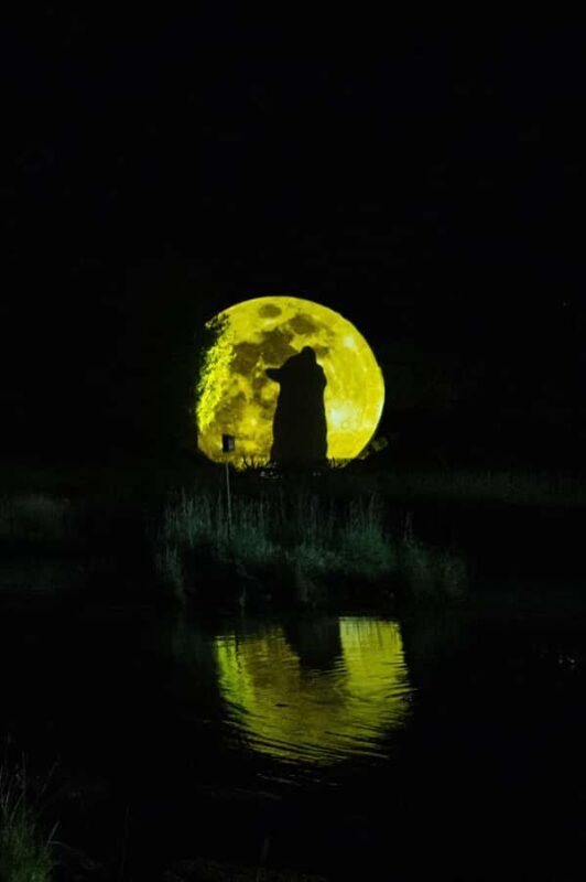 Montebello, QC: Parc Omega ONIRO Immersive Experience at Night - An Introduction to the ONIRO Night Experience