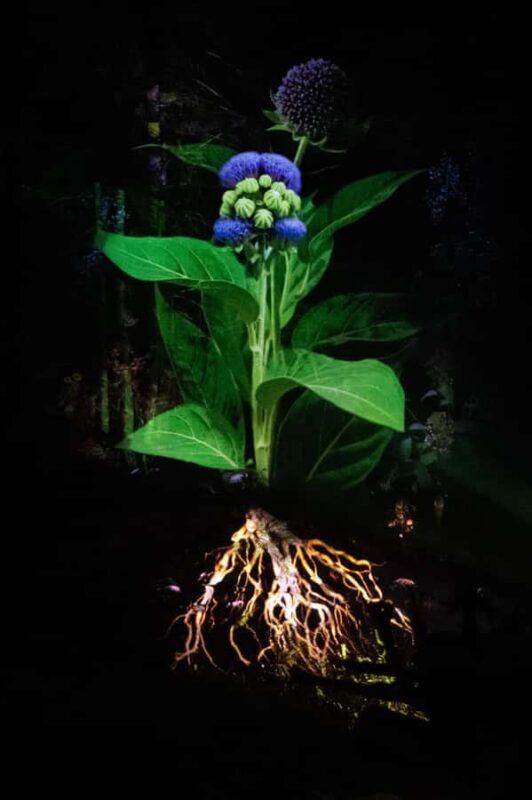 Montebello, QC: Parc Omega ONIRO Immersive Experience at Night - Who Will Love This Experience?