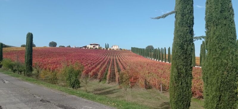 Montefalco and Bevagna Wine Tasting Full-Day Tour - Who Will Love This Tour?