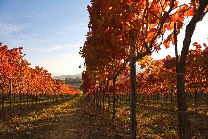 Montefalco: Winery and Oil Mill Tour in with Light Lunch - Cost and Value