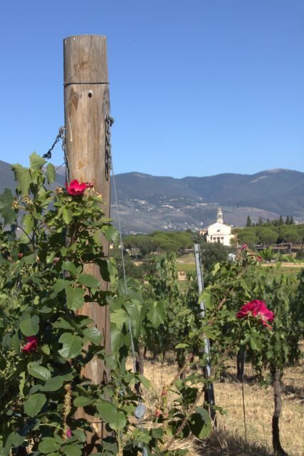 Montefalco: Winery and Vineyard Tour and Private Tasting - Why This Tour Matters for Travelers