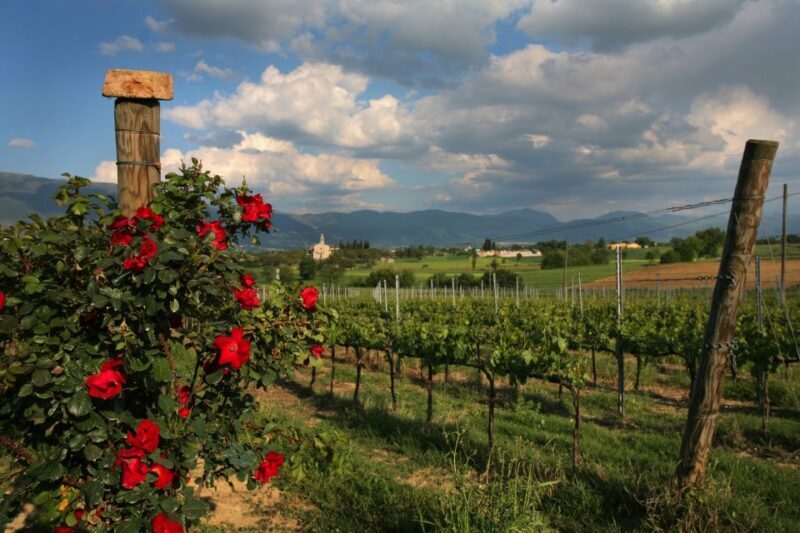 Montefalco: Winery and Vineyard Tour and Private Tasting - Final Thoughts