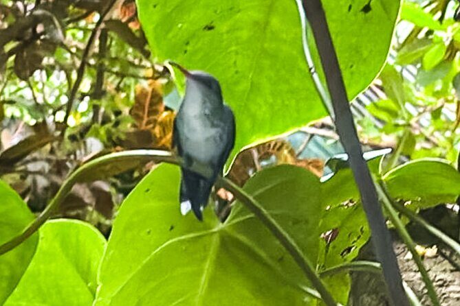 Montego Bay Bird Sancturary with Stunning Ocean Views - An In-Depth Look at the Montego Bay Bird Sanctuary Experience