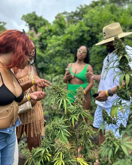 Montego Bay: Cannabis Farm, Bamboo Rafting, & Foot Massage - Key Points