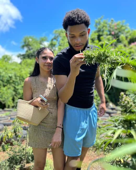 Montego Bay: Cannabis Farm, Bamboo Rafting, & Foot Massage - What This Tour Offers