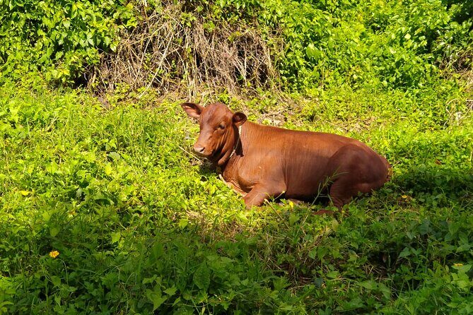 MONTEGO BAY City Highlights Tour - Key Points