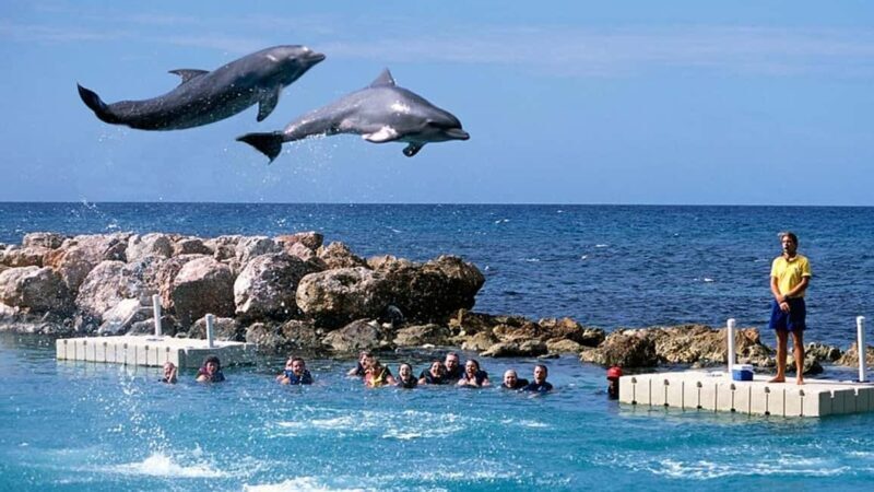 Montego Bay: Dolphin Cove Ocho Rios Day Trip with Transfers - Analyzing the Value