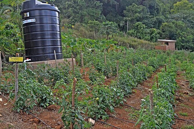 Montego Bay Exotic Herbs, Birds and Animals Interaction Tour - Who Should Consider This Tour?