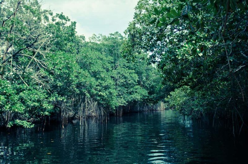 Montego Bay: Half-Day Black River Safari - An In-Depth Look at the Black River Safari