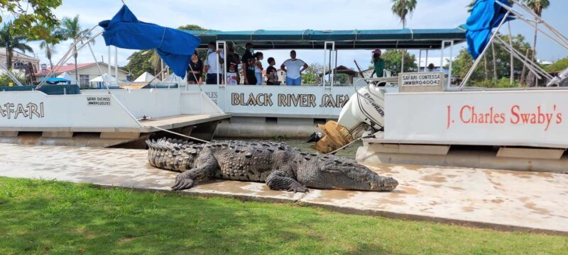 Montego Bay: Half-Day Black River Safari - The Sum Up: Who Should Consider This Tour?