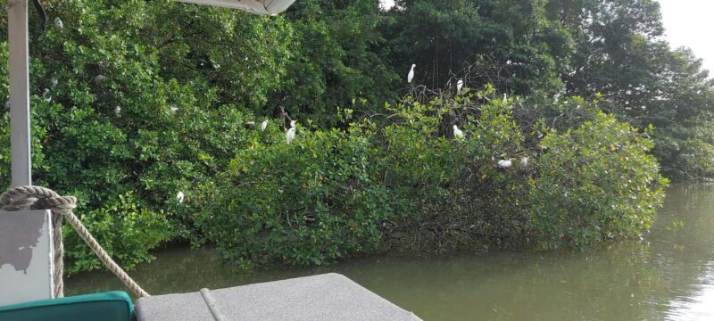 Montego Bay: Half-Day Black River Safari - FAQ