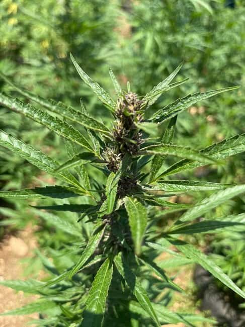 Montego Bay: Marijuana Farm Private Tour with Transportation - Final Thoughts