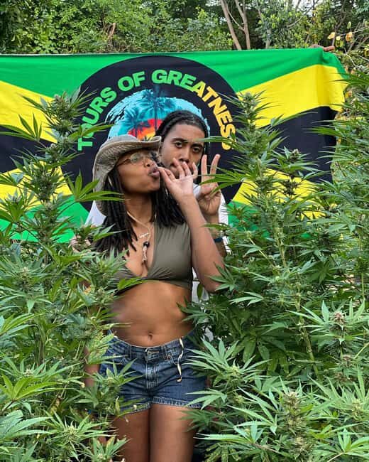 Montego Bay Marijuana Farm Tour - What to Expect on the Tour