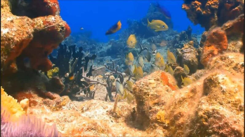 Montego Bay: Private Full-Day Tour to Negril - An Overview of the Tour Experience