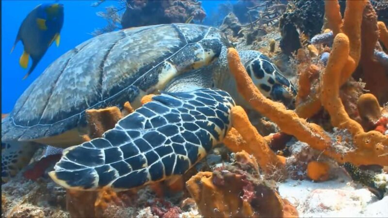 Montego Bay: Private Full-Day Tour to Negril - On the Cost and Value