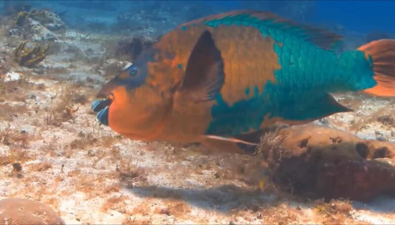 Montego Bay: Private Full-Day Tour to Negril - Authenticity and Experience