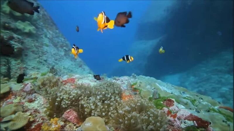 Montego Bay: Private Full-Day Tour to Negril - Final Thoughts