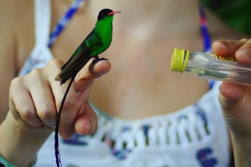 Montego Bay: Private Rocklands Bird Sanctuary Trip - The Experience of Feeding and Seeing Birds Up Close