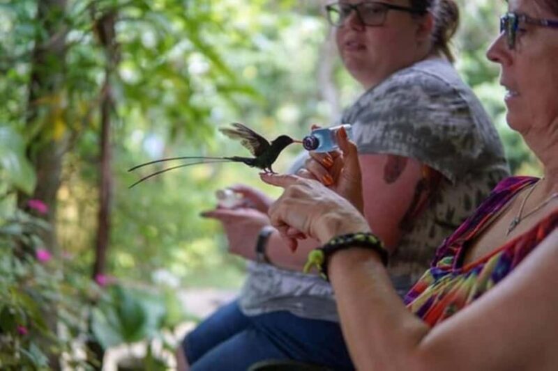 Montego Bay: Private Rocklands Bird Sanctuary Trip - Transportation and Practicalities