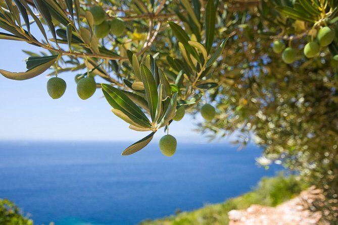 Montenegro private tour - customized for cruise passengers - A Detailed Look at the Olive Oil Tour in Montenegro