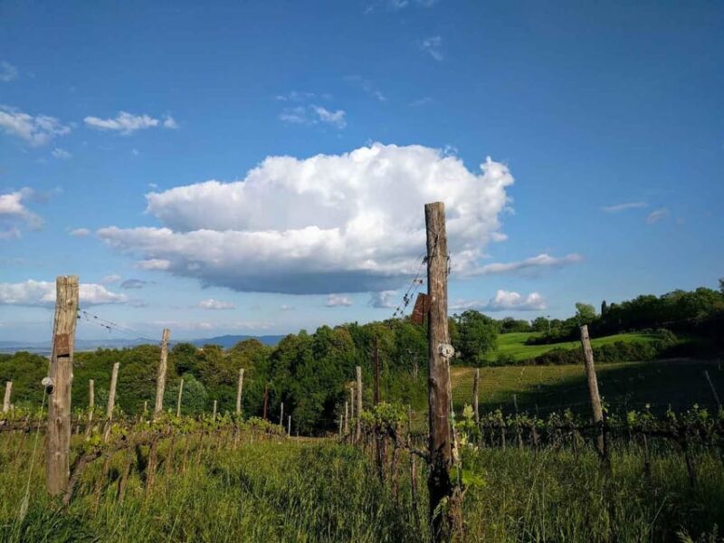 Montepulciano: Artisan Heroic Wine Tasting at the Terrace - Practicalities and Value