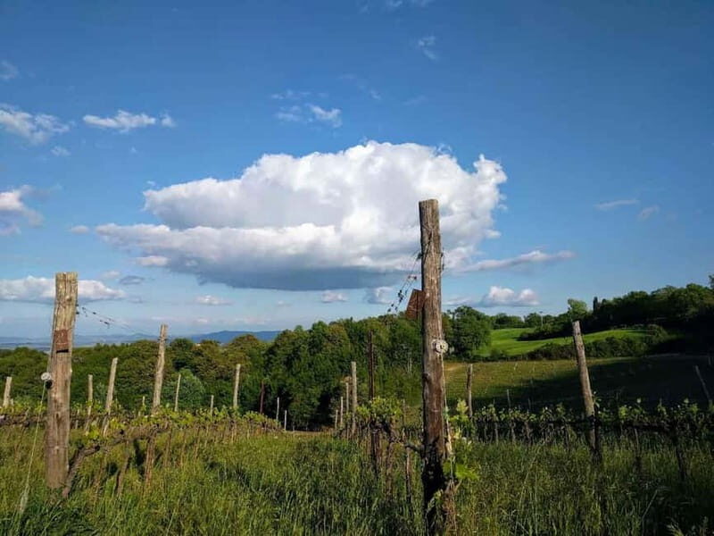 MONTEPULCIANO - PIC NIC WITH WINE! SURROUNDED BY VINEYARDS - FAQ