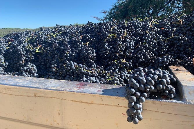 Montepulciano Pienza Montalcino Tour from Florence - Key Points