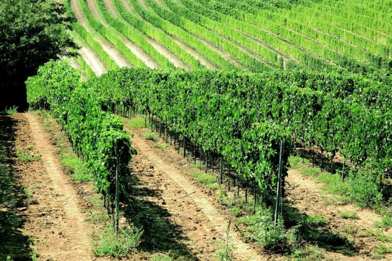 Montepulciano: Vino Nobile Wine Tour  Meet the Producers - Who Would Love This Tour?