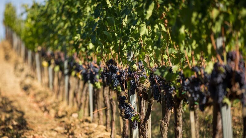 Montepulciano: Wine Tasting in the Tuscan countryside - The Experience: What to Expect During the Tour
