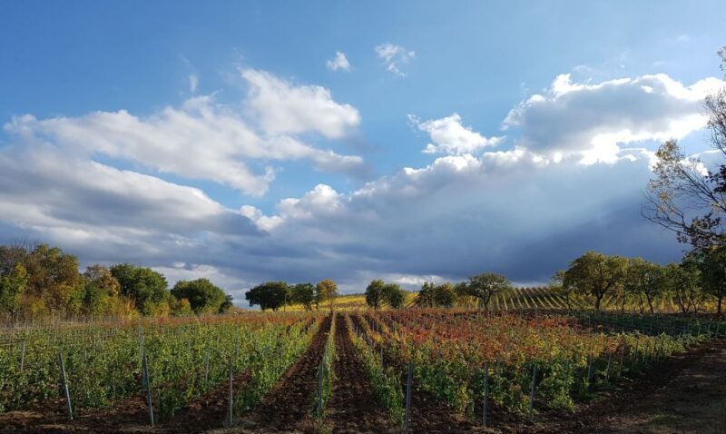 Montepulciano: Winery Tour, Tasting, and Vineyard Picnic - Authentic and Enjoyable – What the Reviews Say