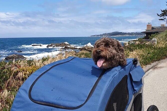 Monterey 17-Mile Drive Electric Bike Guided Tour - Authentic Experiences & Reviewer Insights