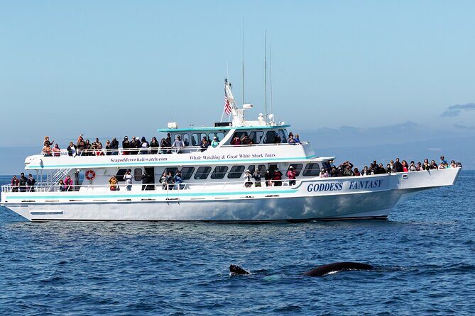 Monterey Bay Whale Watching - Monterey Bay Whale Watching: A Detailed Review