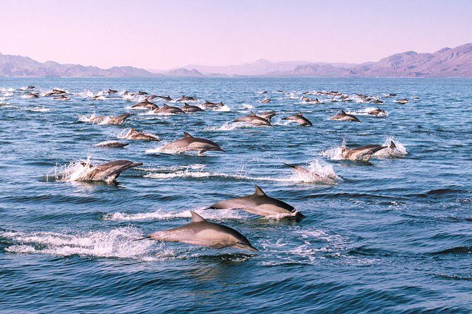 Monterey Bay Whale Watching - FAQs