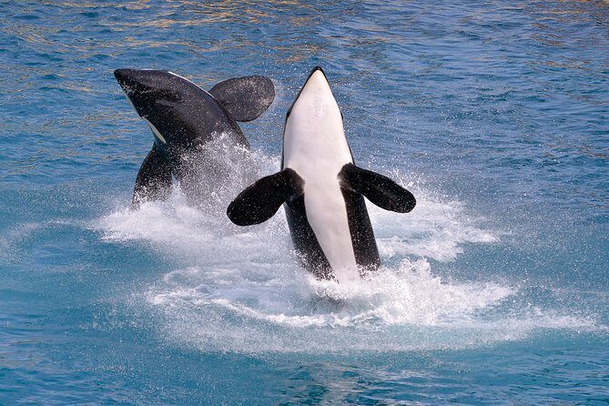 Monterey Bay Whale Watching - Final Verdict
