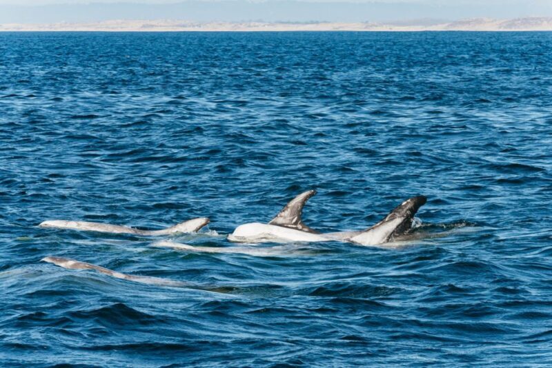 Monterey Bay: Whale Watching Tour - An Authentic Marine Adventure in Monterey Bay