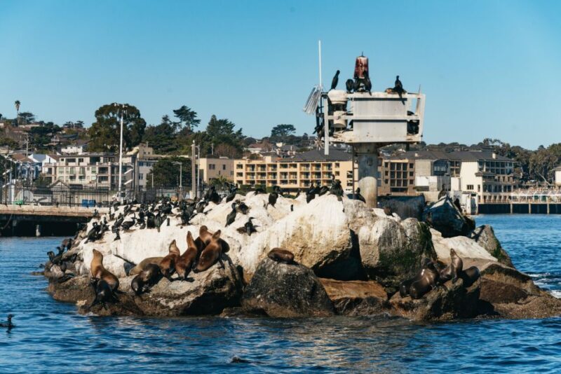 Monterey Bay: Whale Watching Tour - Key Points