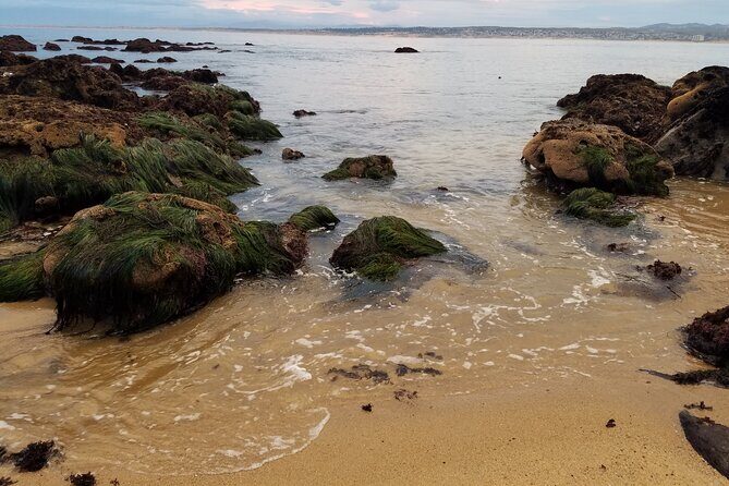 Monterey & Carmel Sightseeing Private Tour (10-Hour minimum) - Who Will Love This Tour?