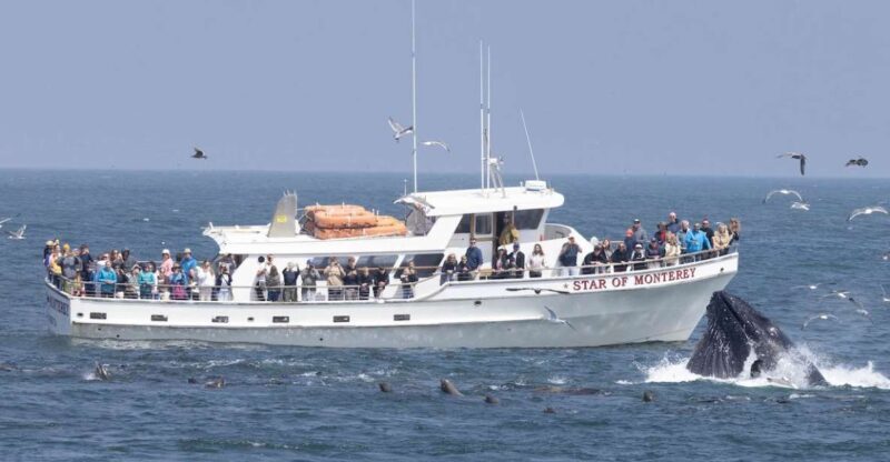Monterey: Monterey Bay Dolphin and Whale Watching Boat Tour - Starting Point and Check-In Logistics