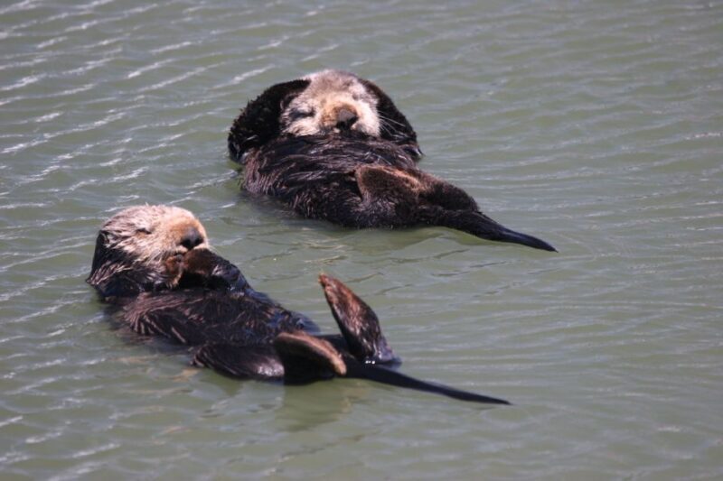 Monterey: Monterey Bay Dolphin and Whale Watching Boat Tour - Wildlife Highlights and Sightings