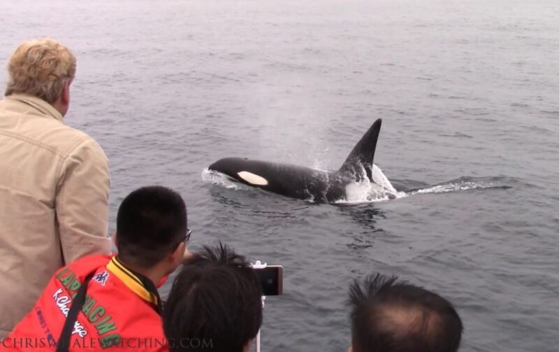 Monterey: Monterey Bay Dolphin and Whale Watching Boat Tour - The Experience: Comfort, Safety, and Atmosphere