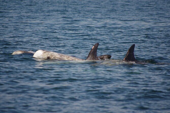 Monterey Private 3 - 4 Hour Whale Watching Cruise - Detailed Breakdown of the Itinerary