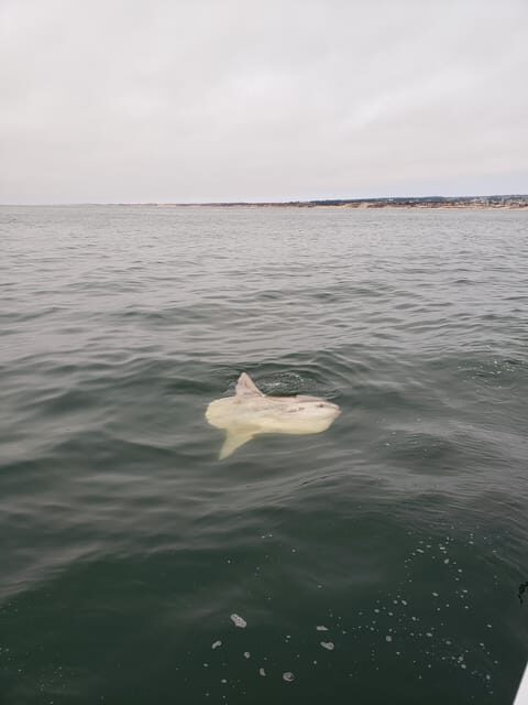 Monterey: Private Whale Watching/Sailing Tour for 6 - FAQs