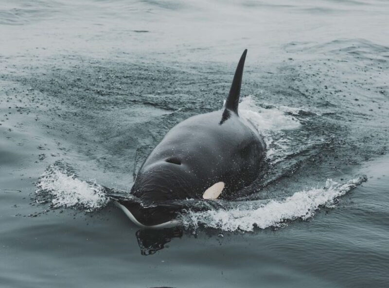 Monterey: Sunset Whale Watching Cruise with A Guide - An In-Depth Look at the Monterey Sunset Whale Watching Experience