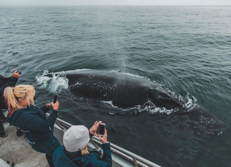 Monterey: Sunset Whale Watching Cruise with A Guide - Who Will Love This Tour?