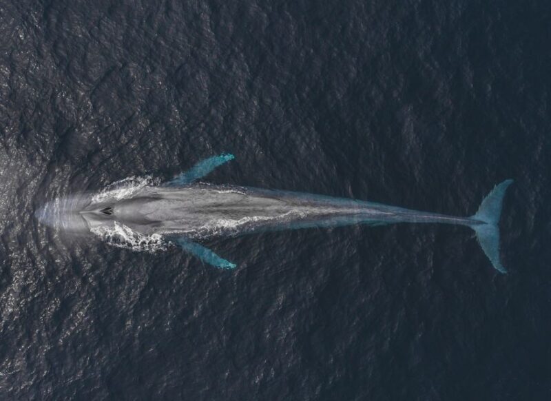 Monterey: Sunset Whale Watching Cruise with A Guide - Final Thoughts