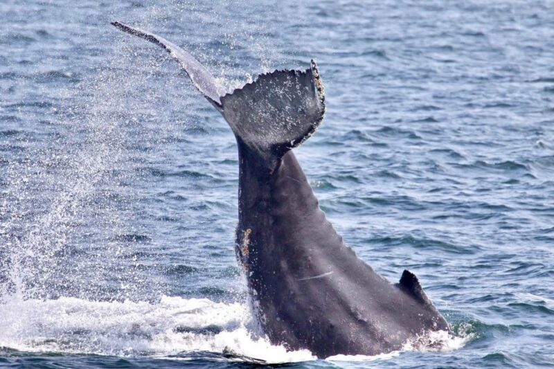 Monterey: Whale Watching Cruise - Key Points