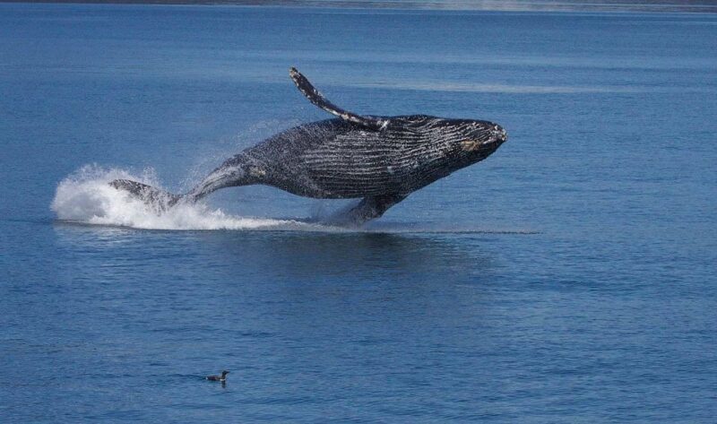 Monterey: Whale Watching Cruise - The Sum Up