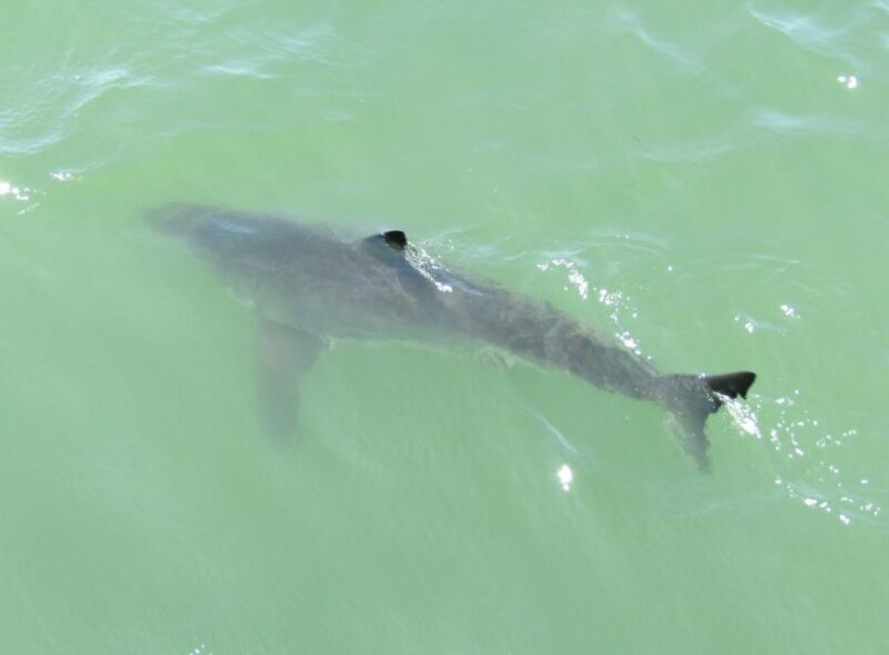 Monterey: Whale Watching Cruise - FAQ