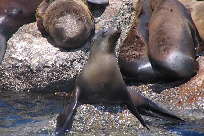 Monterey Whale Watching Tour - The Sum Up: Who Will Get the Most Out of It?