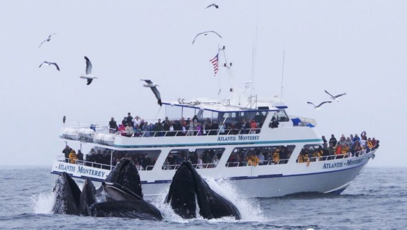 Monterey: Whale Watching Tour with A Marine Guide - An Overview of the Monterey Whale Watching Tour